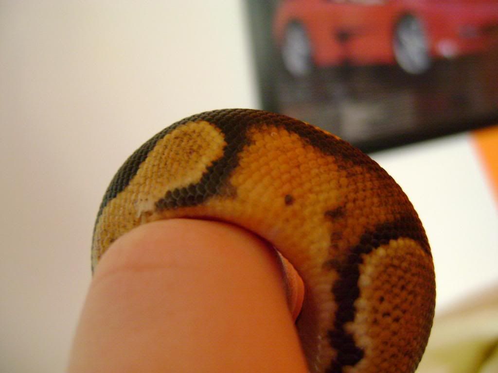 New Ball Pythons Markings (pic heavy) | Reptile Forums