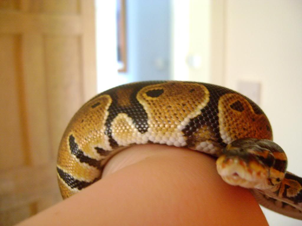 New Ball Pythons Markings (pic heavy) | Reptile Forums