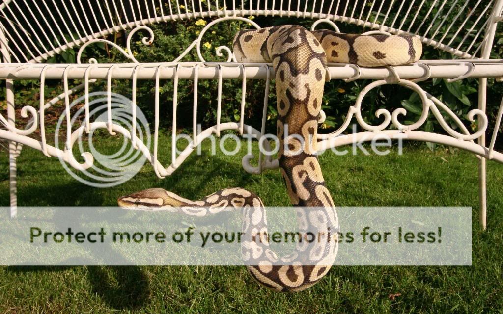 Adult Male Pastel Green Ghost Royal Python (Surrey) | Reptile Forums