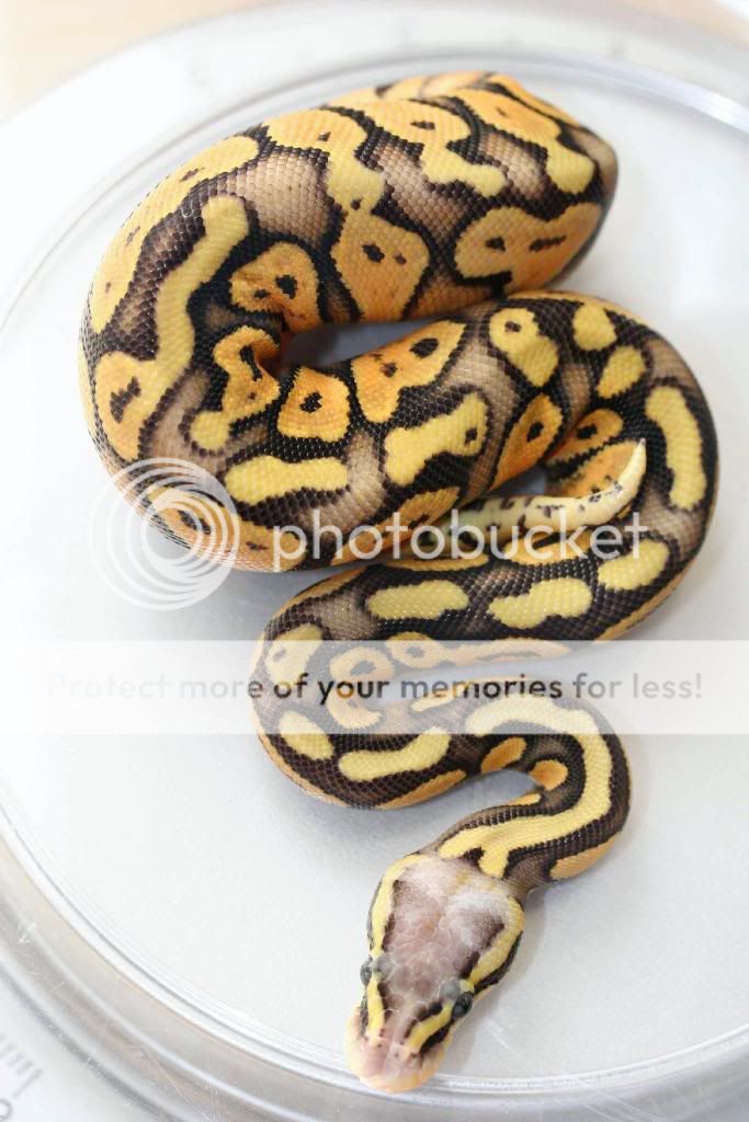 Super Pastel Orange Ghost Royal Python Morphs (Surrey) | Reptile Forums