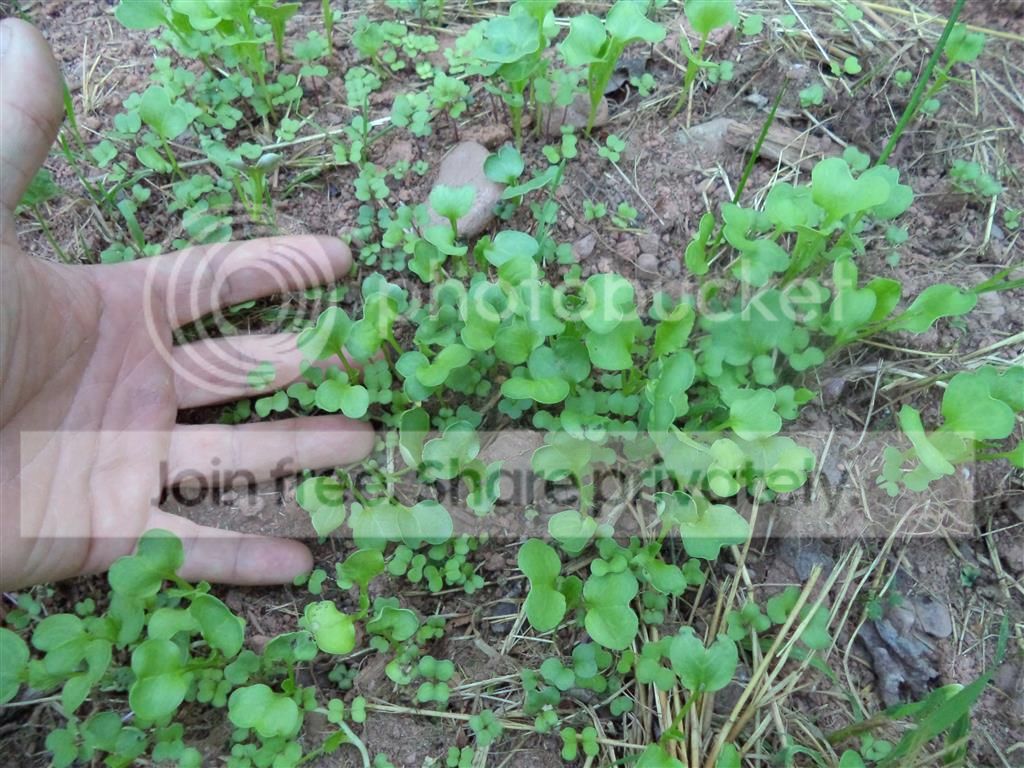 Hunting Radish Food Plot at Hannah Rowlandson blog